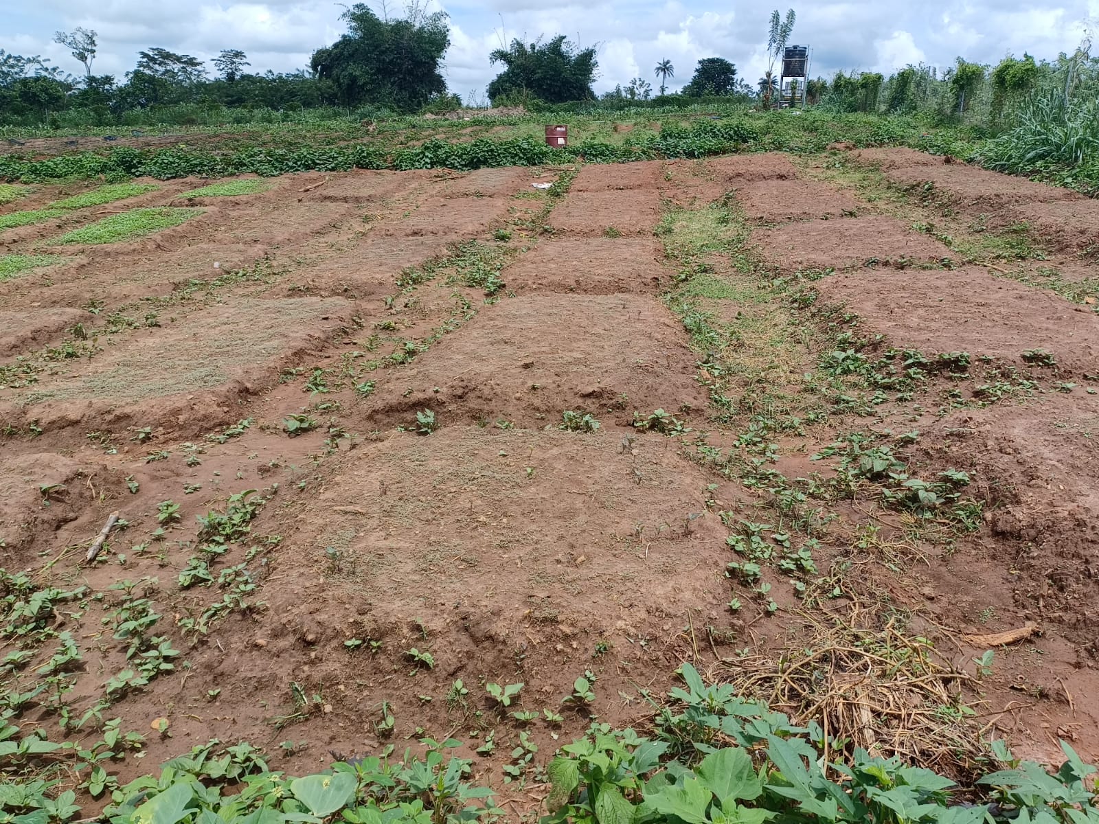 How To Carry Out Plot Establishment On The Farm