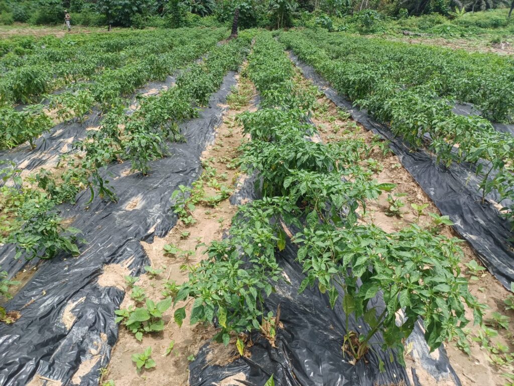 Pre-planting, planting, and post-planting operations