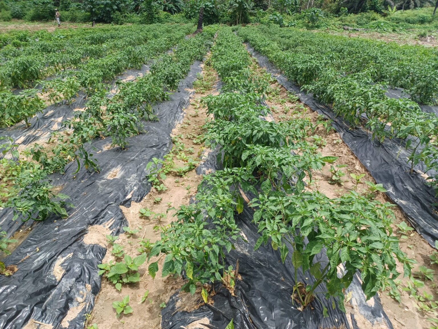 Pre-planting, planting, and post-planting operations