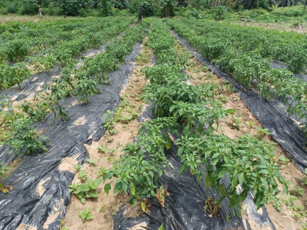 Pre-planting, planting, and post-planting operations