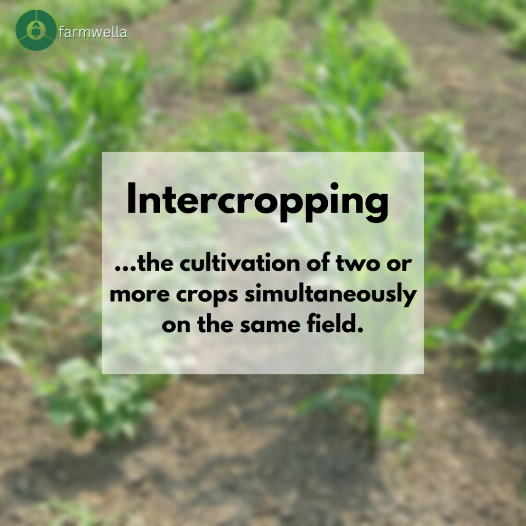5 Steps to Boost Your Farm Yield with Intercropping