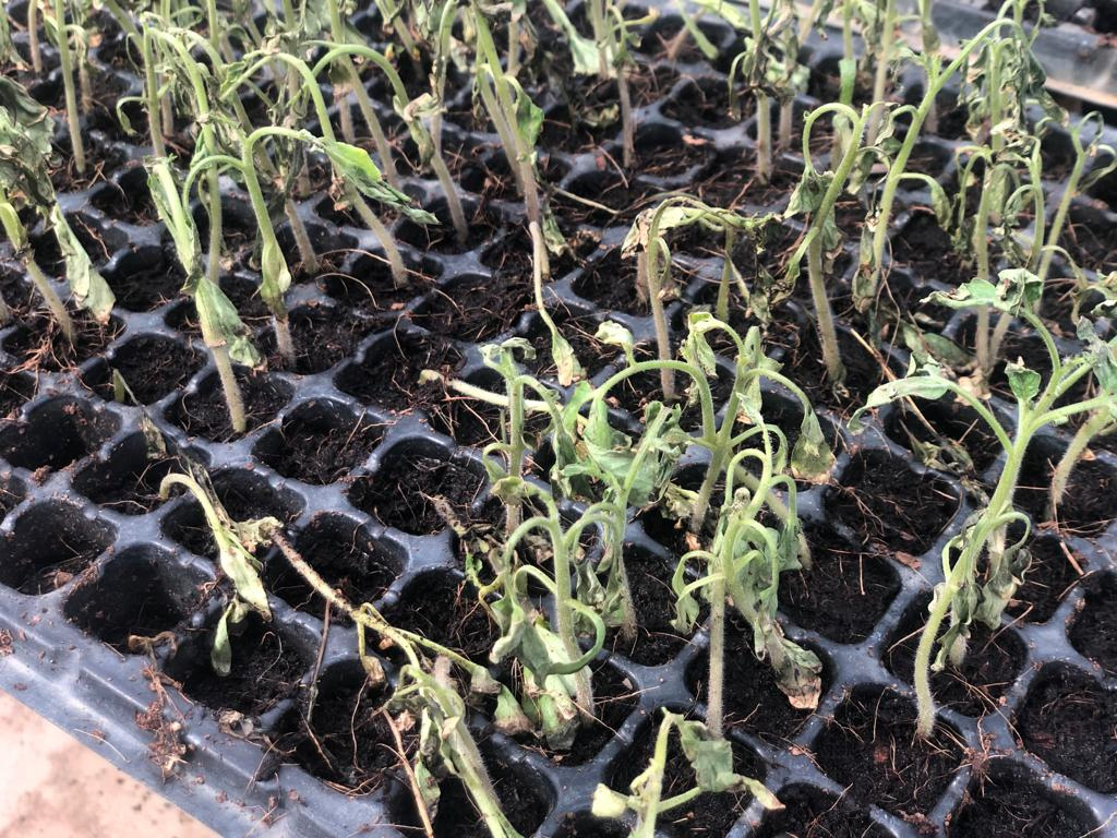 10 Tips and Techniques for Efficient Farm Nursery Management