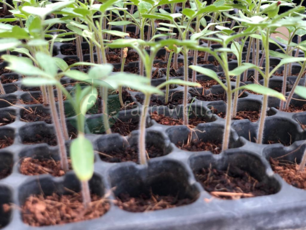 7 Essential Materials for Establishing a Top-Notch Nursery on Your Farm