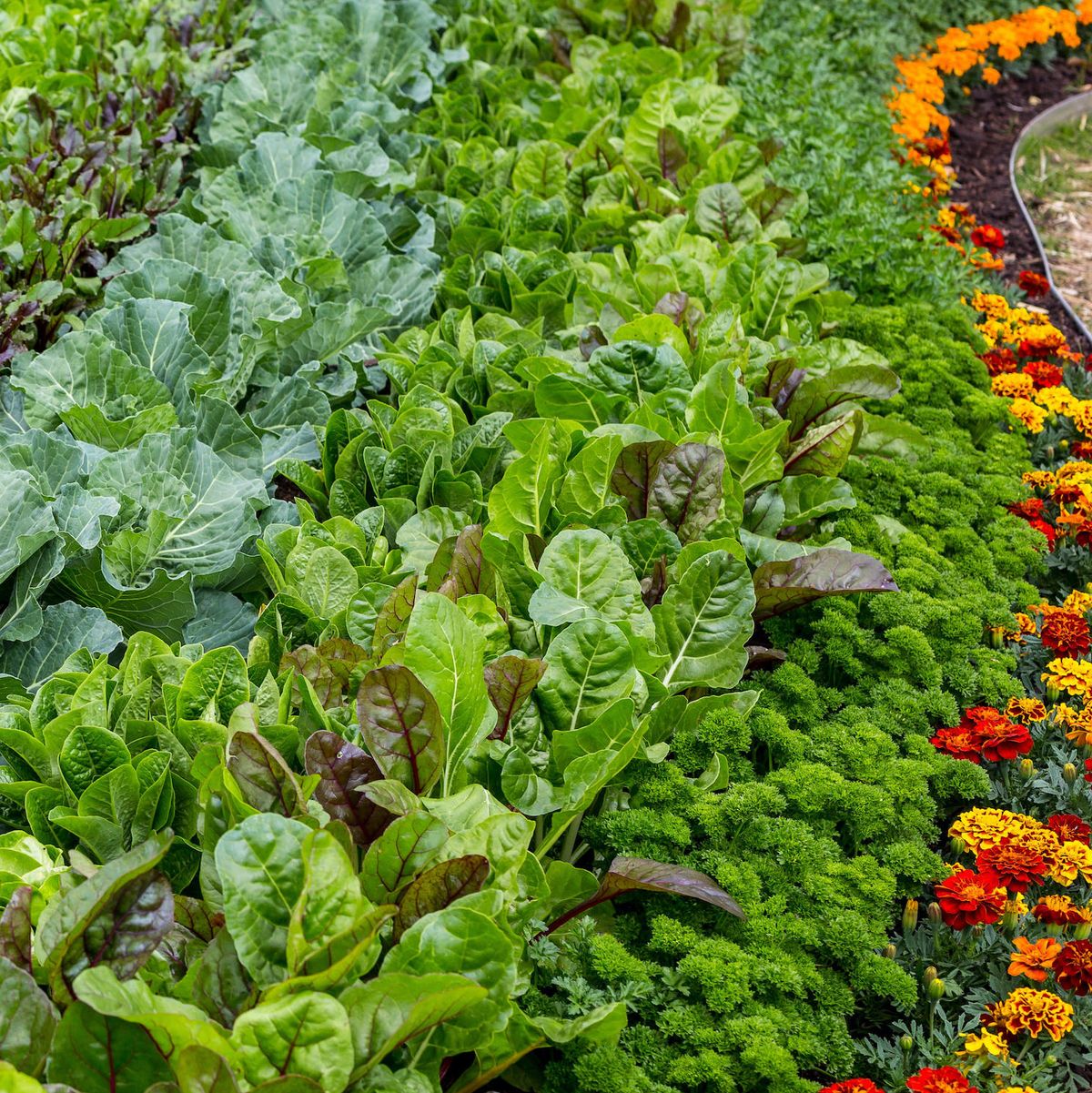 Tips for Adjusting Companion Planting Techniques According to Changing ...