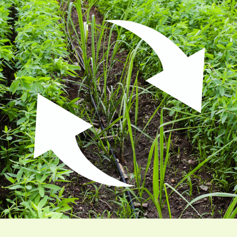 How to Properly Rotate Crops for Optimal Soil Health and Yield in ...